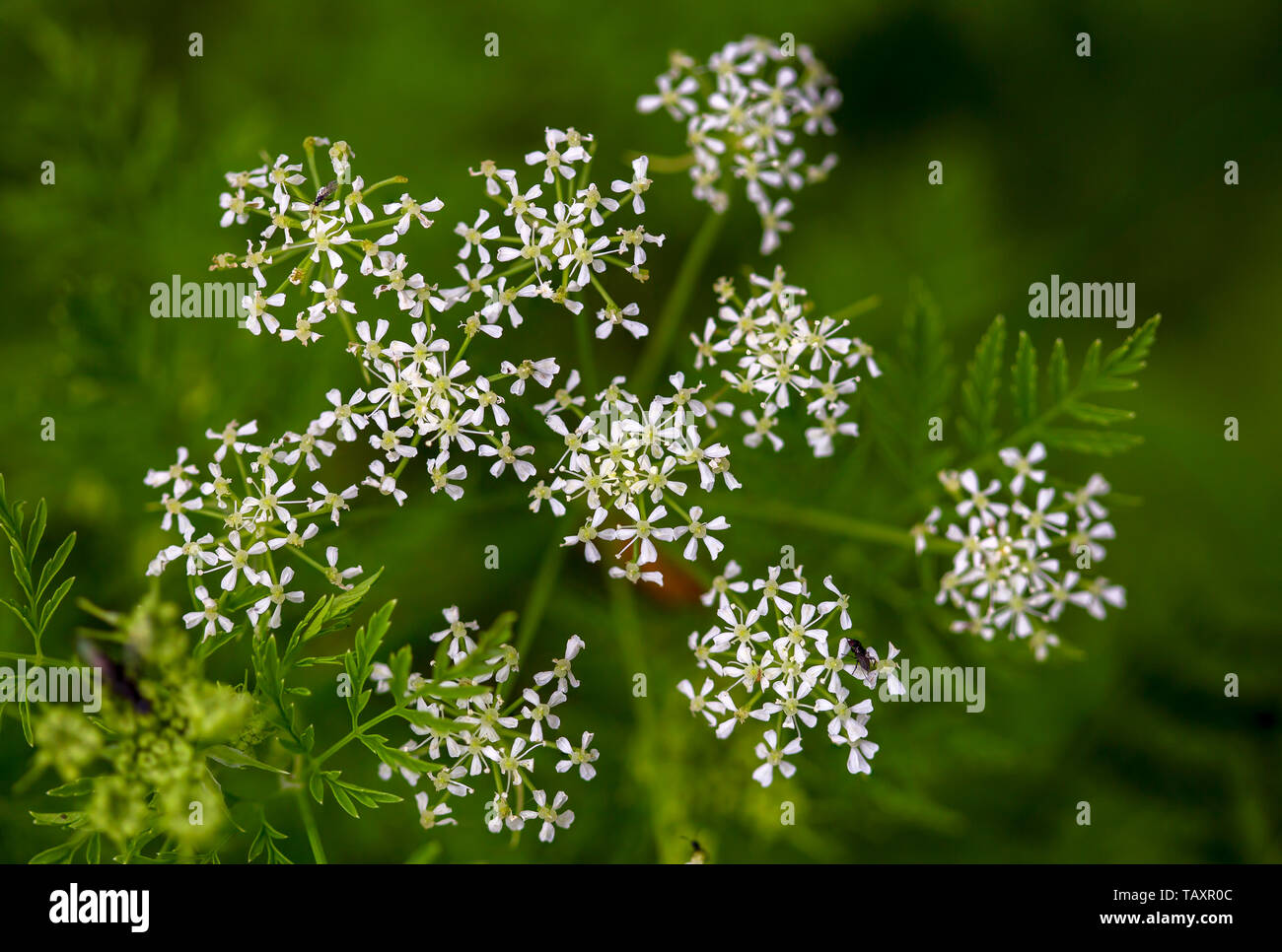 Close-up photography of the white flowers of the poison hemlock wild ...