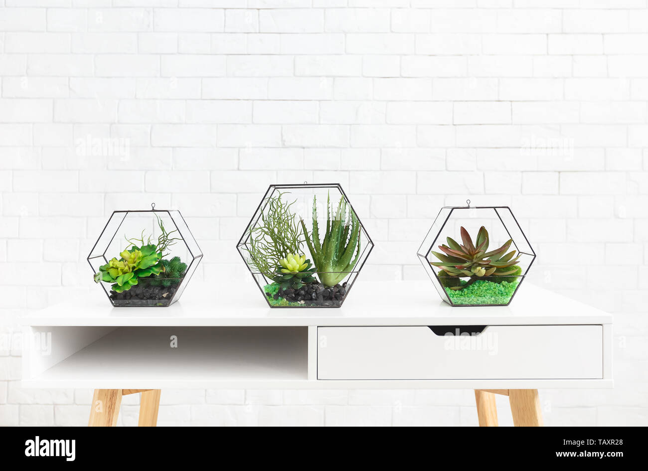 Succulent plants in florarium vases Stock Photo - Alamy