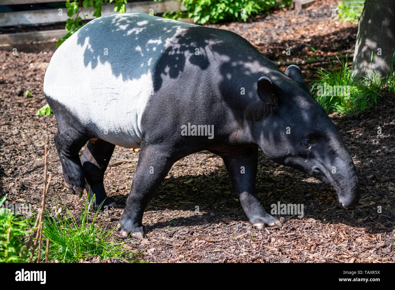 Malayan tapir (Tapirus indicus) at Edinburgh Zoo, Scotland, UK Stock ...