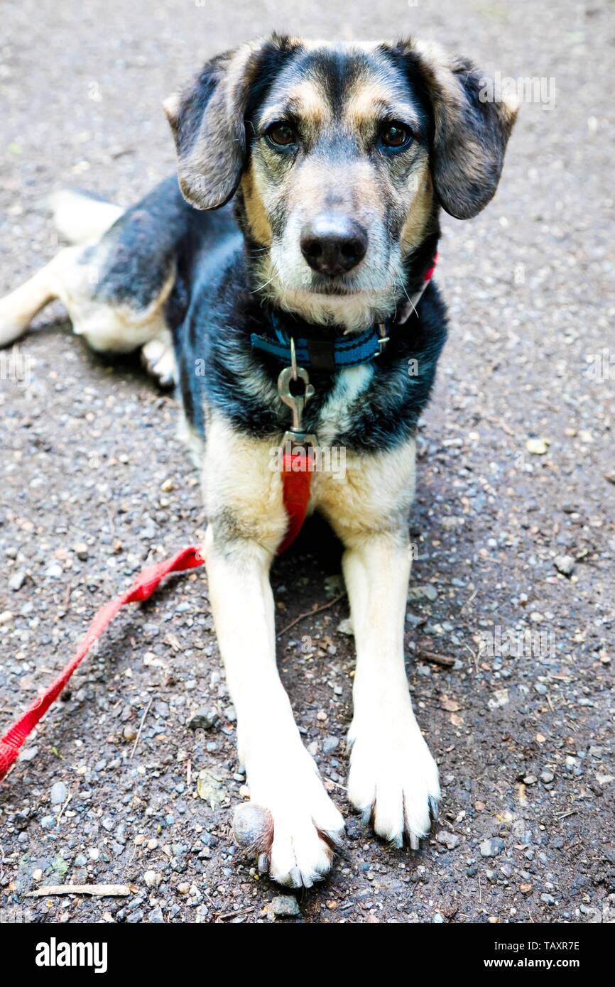 Lovely mixed breed dog with red leash having tumor on front paw, animal ...
