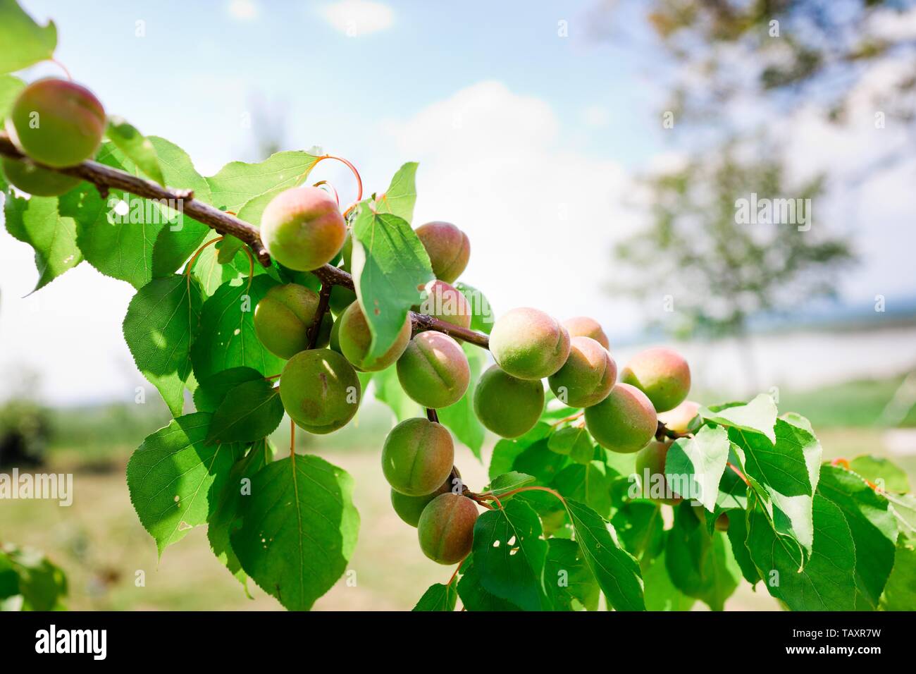 Fruit development hi-res stock photography and images - Alamy