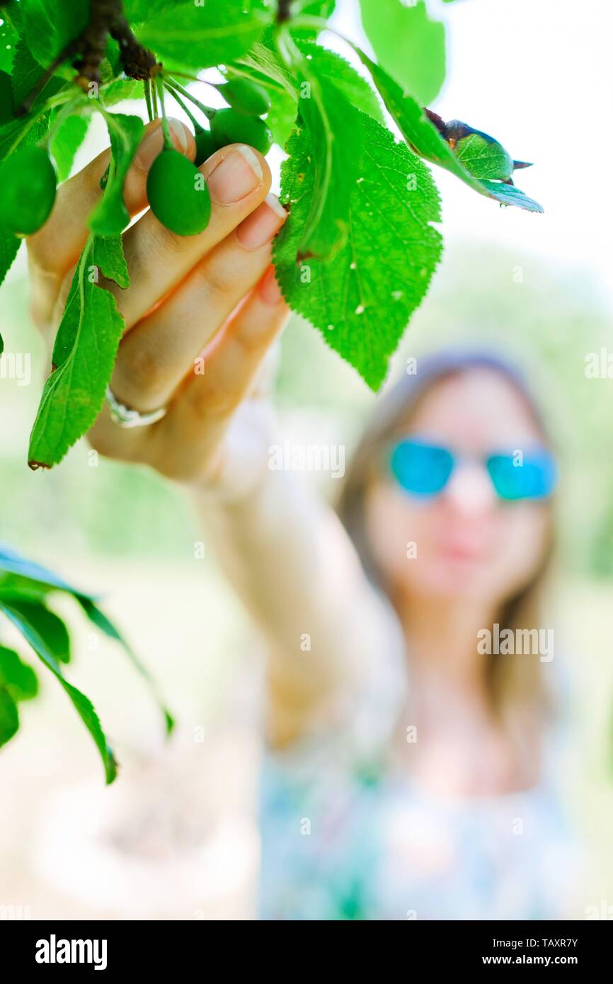 Female farmer is checking maturing plums on tree branch during spring ...
