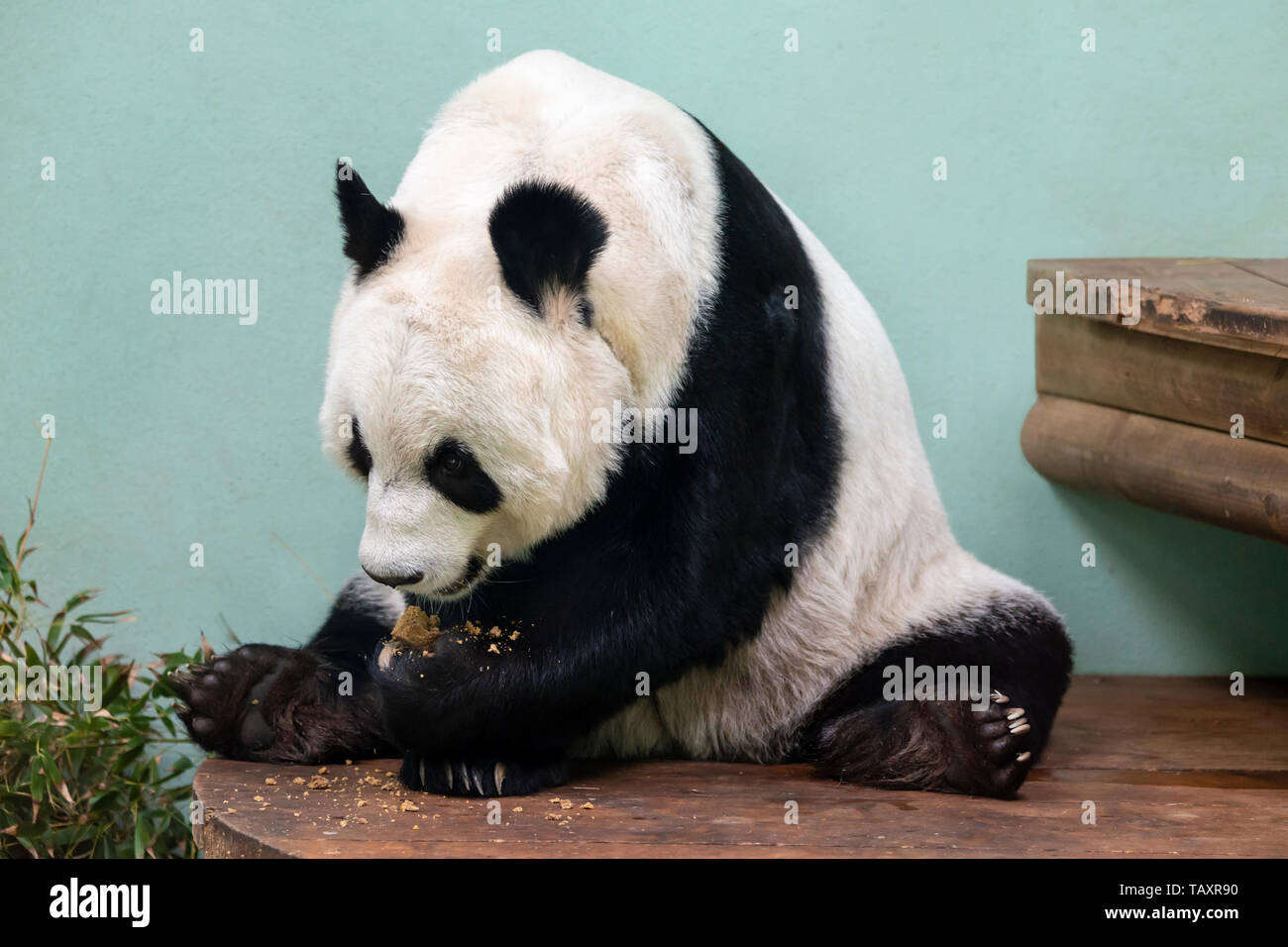 Female giant panda Tian Tian or "Sweetie" at Edinburgh Zoo, Scotland ...