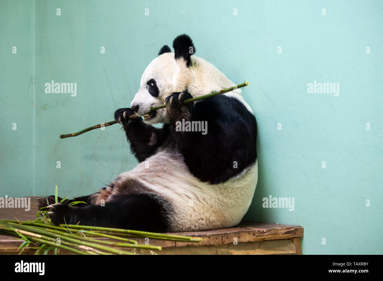 Female giant panda Tian Tian or "Sweetie" at Edinburgh Zoo, Scotland ...