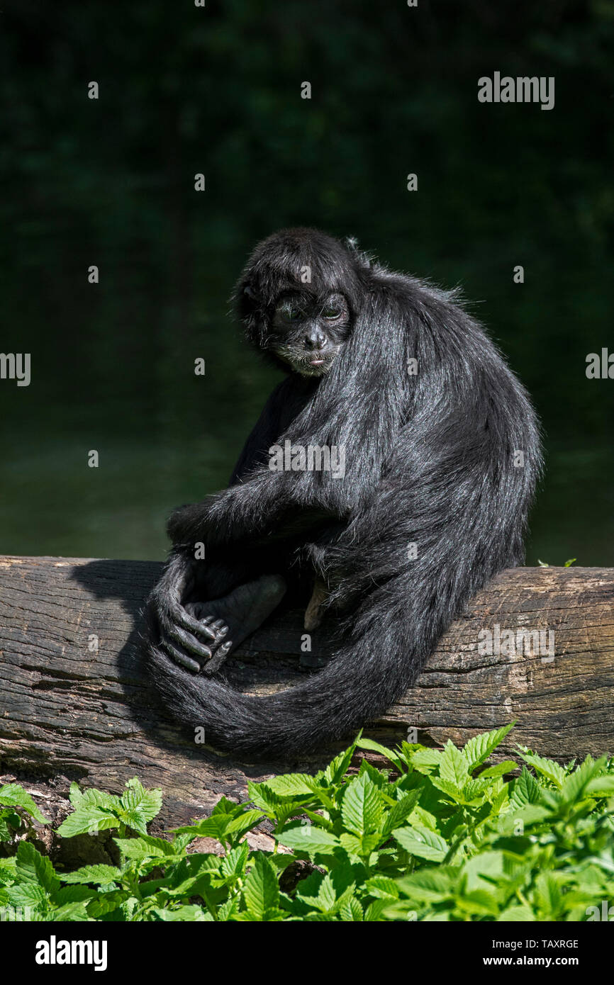 Black headed spider monkey hi-res stock photography and images - Alamy