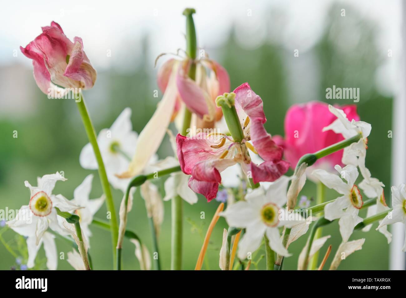 Bouquet of faded spring flowers, tulips and white daffodils dried up ...