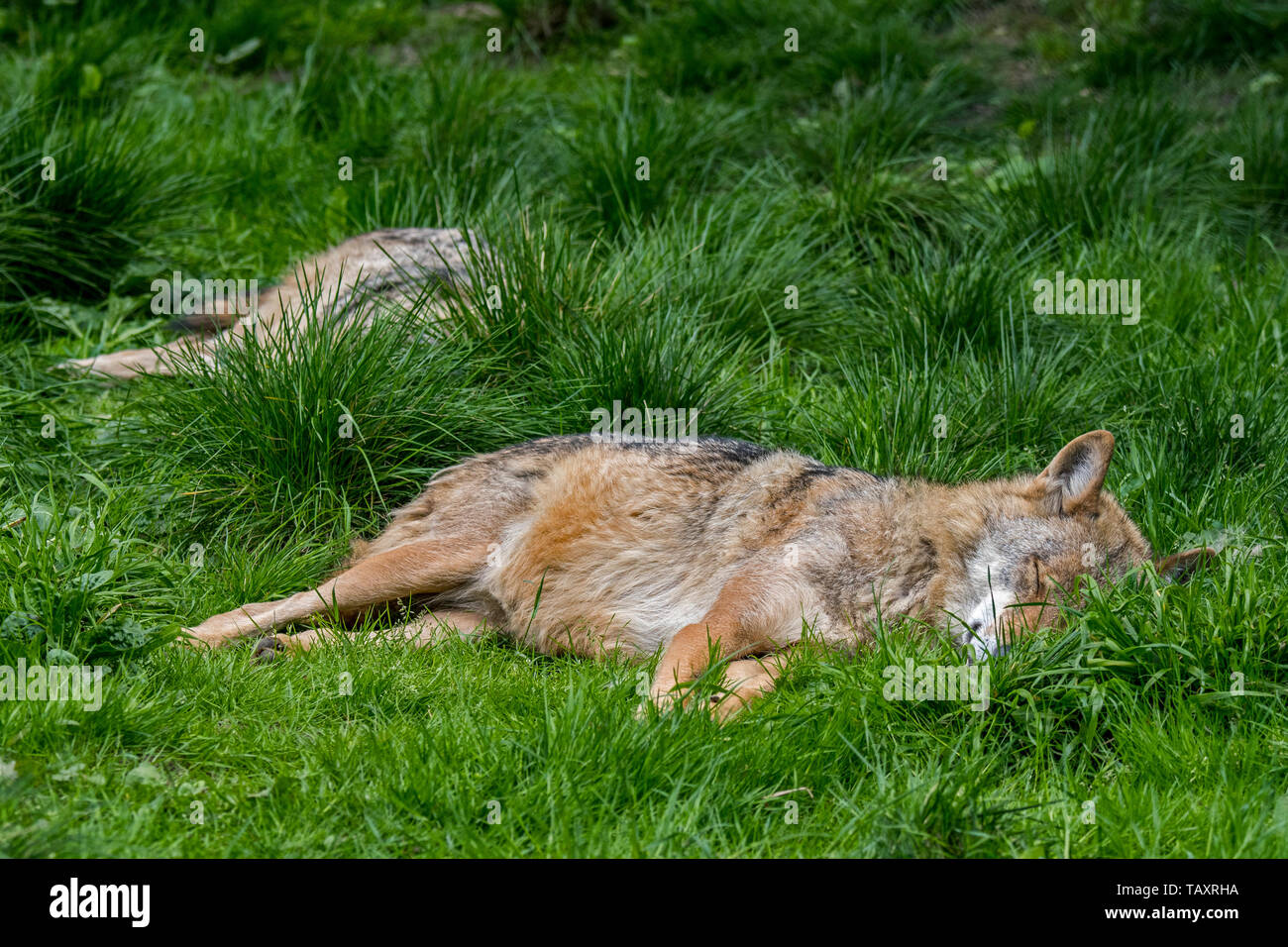 Wolf sleeping hi-res stock photography and images - Alamy