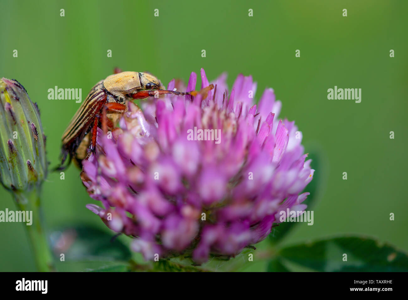Macro photography of a striped scarab beetle feeeding on a red clover ...