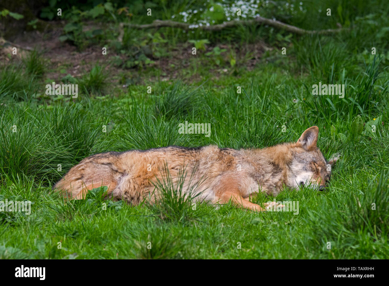 European gray wolf / grey wolf (Canis lupus) sleeping in grassland ...