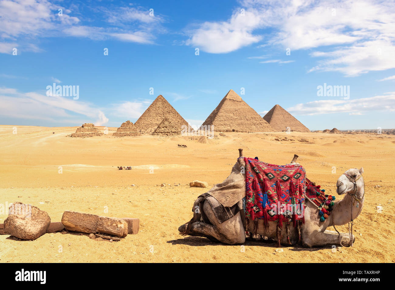 A camel in front of the Egyptian Pyramids, Giza, Egypt Stock Photo - Alamy
