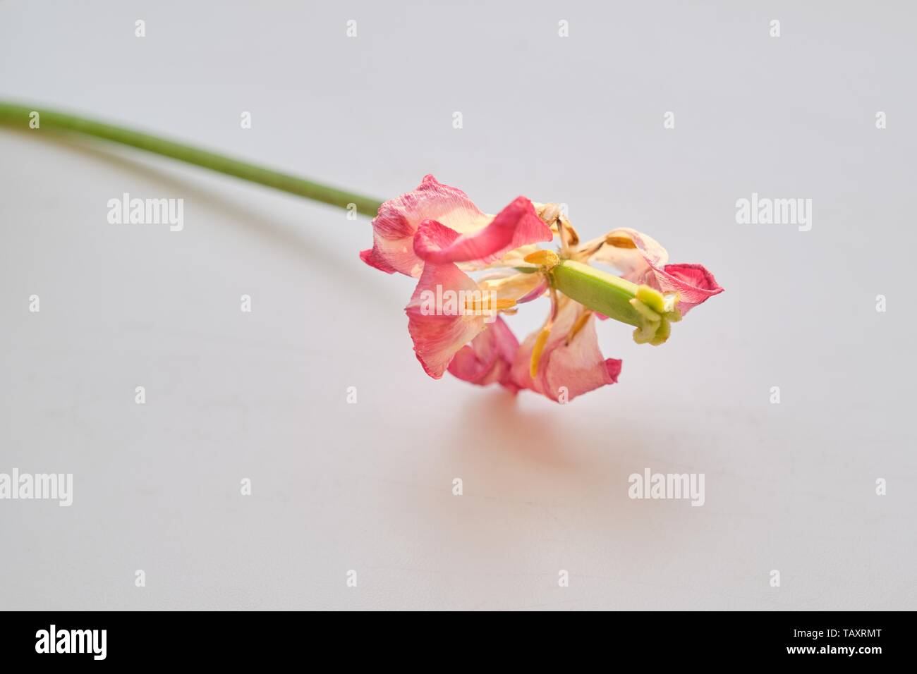 Single flower withered pink tulip, white background Stock Photo - Alamy