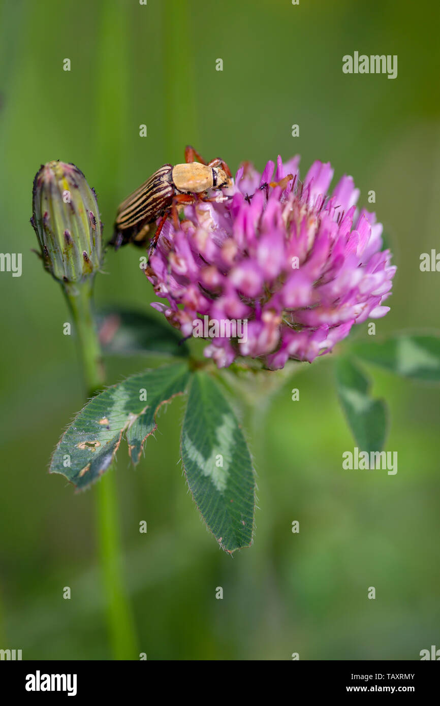 Macro photography of a striped scarab beetle feeeding on a red clover ...