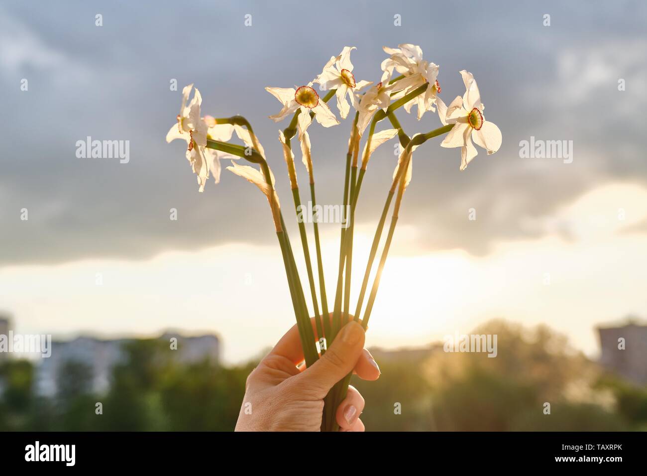 Bouquet of white spring flowers of daffodils in hand, flowers beginning ...