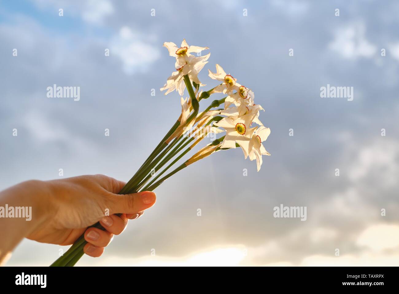 Bouquet of white spring flowers of daffodils in hand, flowers beginning ...