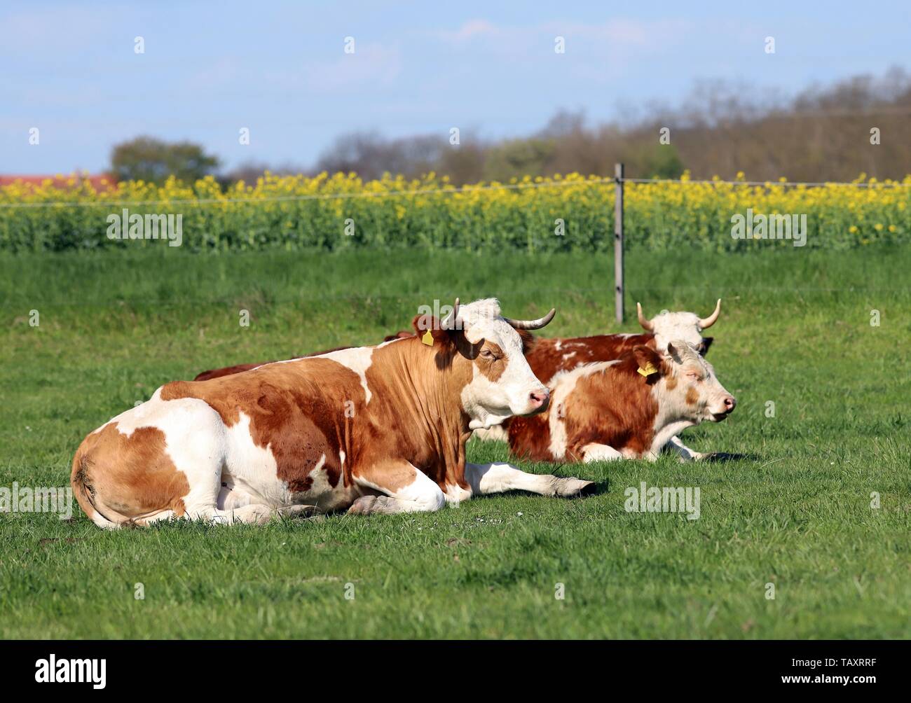 Herd of cows on beautiful rural animal farm grazing on green grass ...