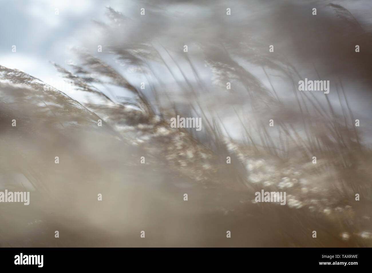 Beautiful close up of reeds blowing in the wind in the dunes close to ...