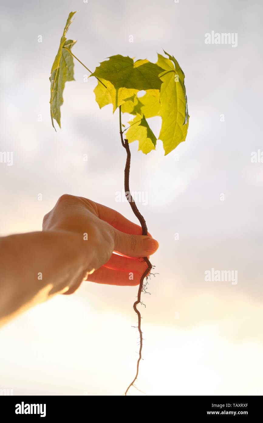 Hand holding sprout of small maple tree, conceptual photo, dramatic sky ...