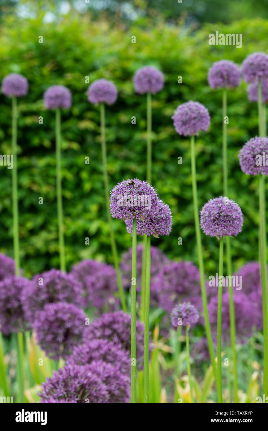 Allium altissimum ‘Goliath’ flowers in a garden border. Ornamental ...