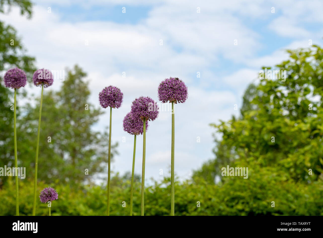 Allium altissimum ‘Goliath’ flowers in a garden border. Ornamental ...