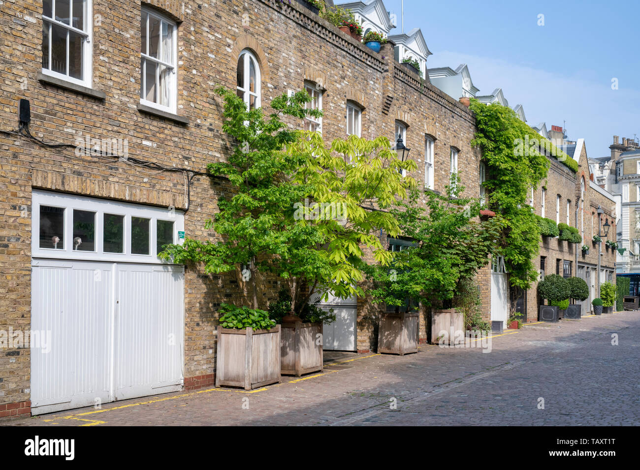 Small trees in containers outside houses in Reece Mews, South ...