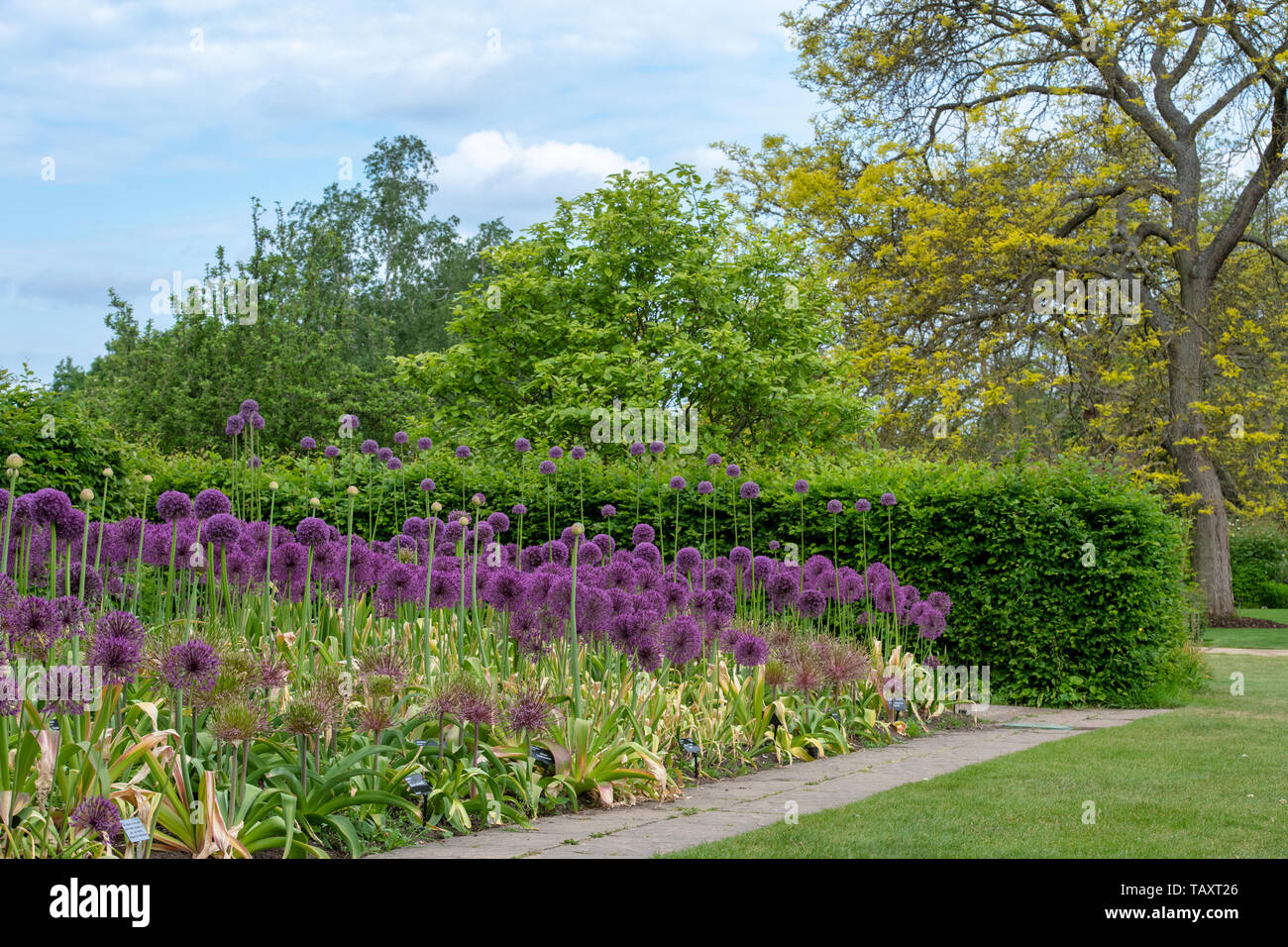 Allium 'Purple rain’ and Allium altissimum ‘Goliath’ in a garden border ...