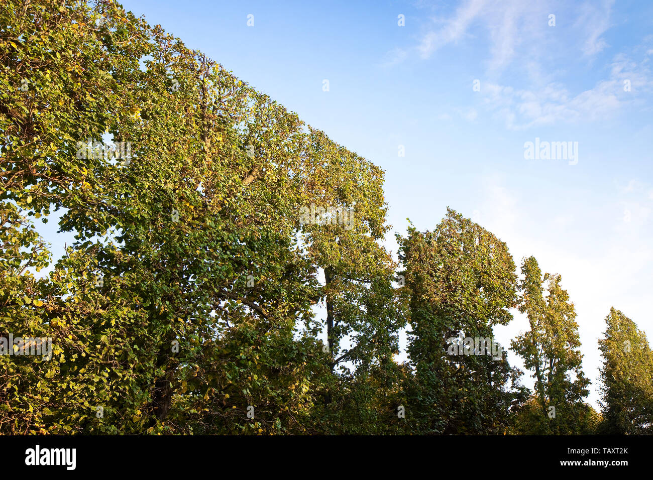 High hedge finely trimmed in a park in Wien (Austria Stock Photo - Alamy