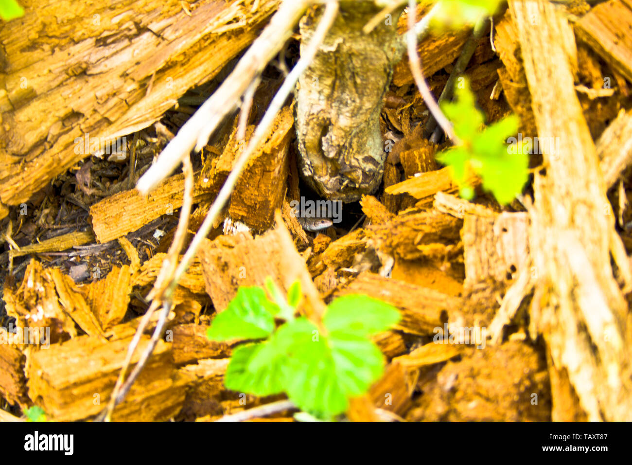 A little lizard is sitting in her cave Stock Photo - Alamy