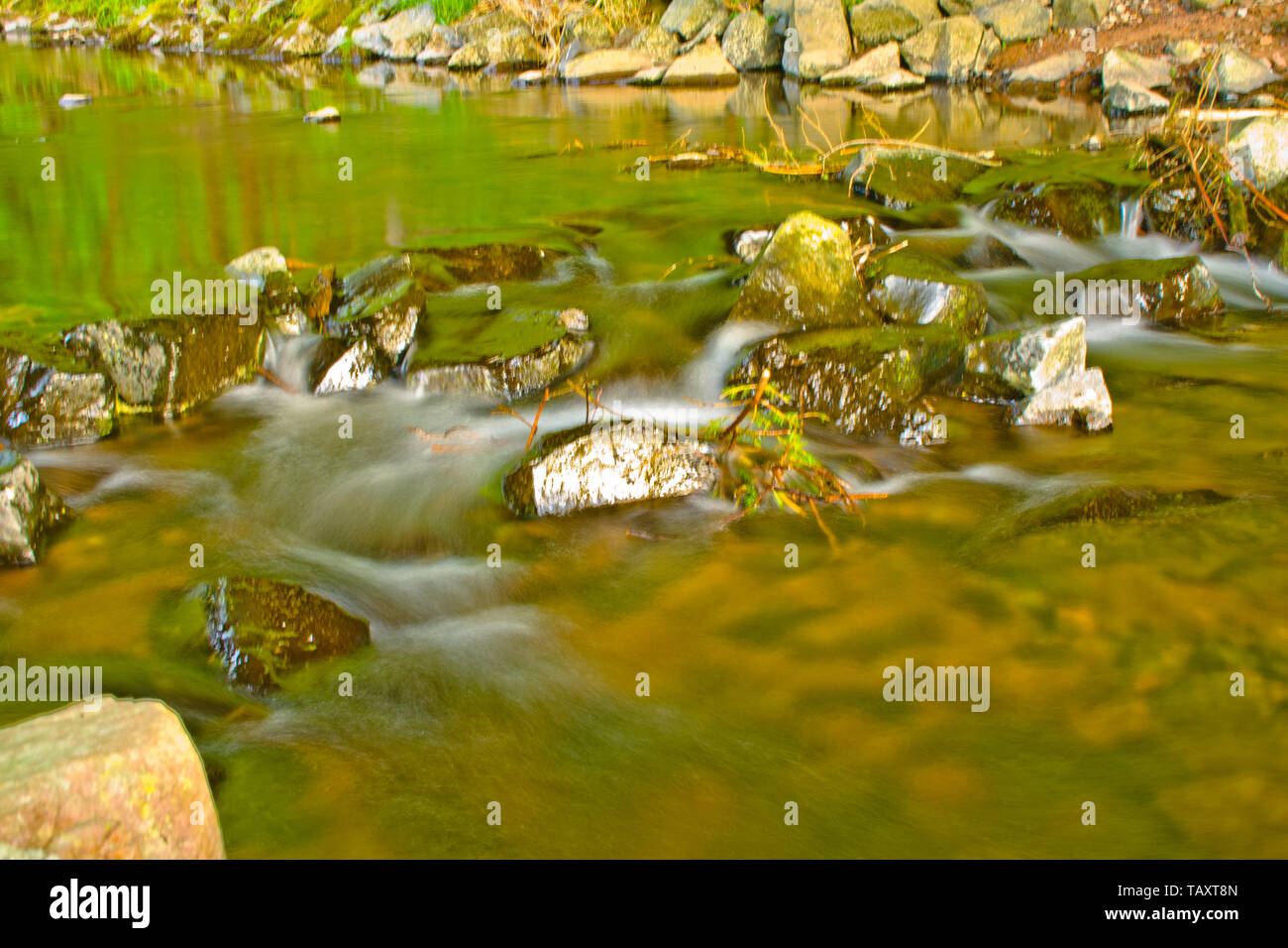 Spring forest brook flowers hi-res stock photography and images - Alamy