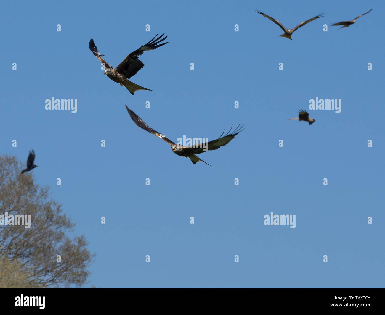 Red kites flying hi-res stock photography and images - Alamy