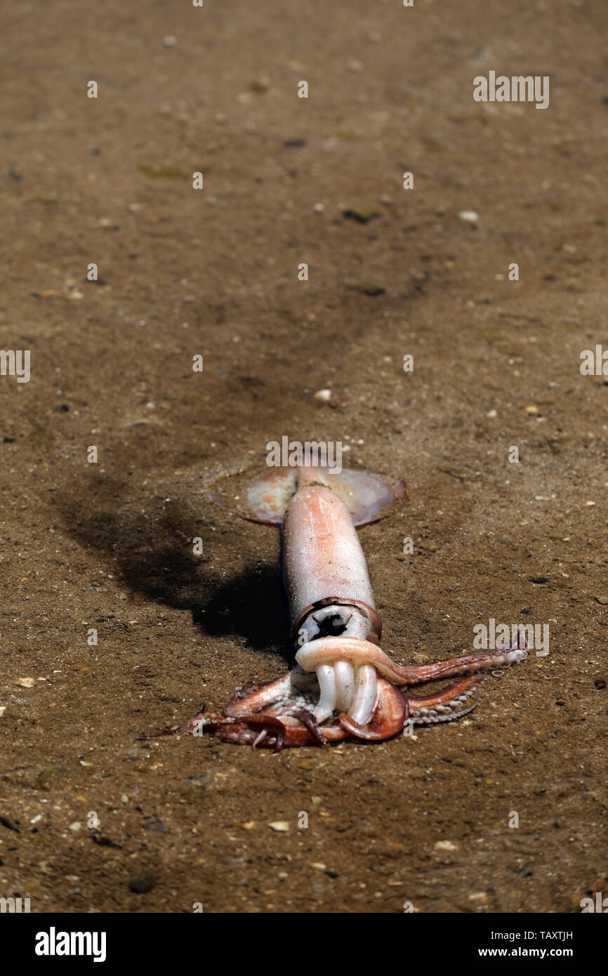 Dead creature beach australia hi-res stock photography and images - Alamy