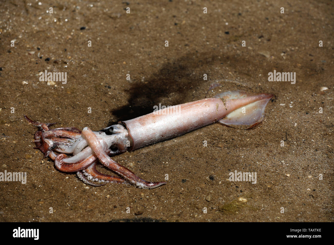 Dead squid on the beach Stock Photo - Alamy