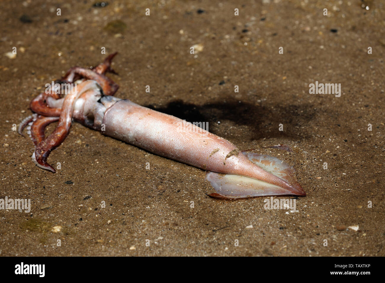Dead squid on the beach Stock Photo - Alamy