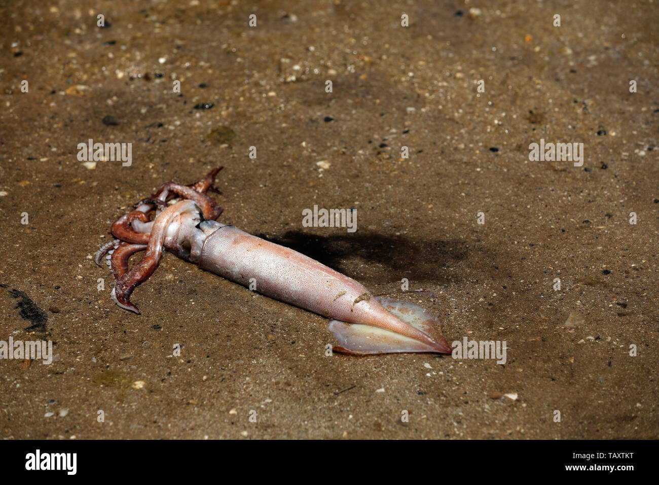 Squid fish washed on beach hi-res stock photography and images - Alamy