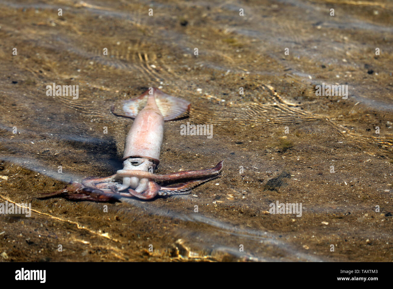 Squid fish washed on beach hi-res stock photography and images - Alamy