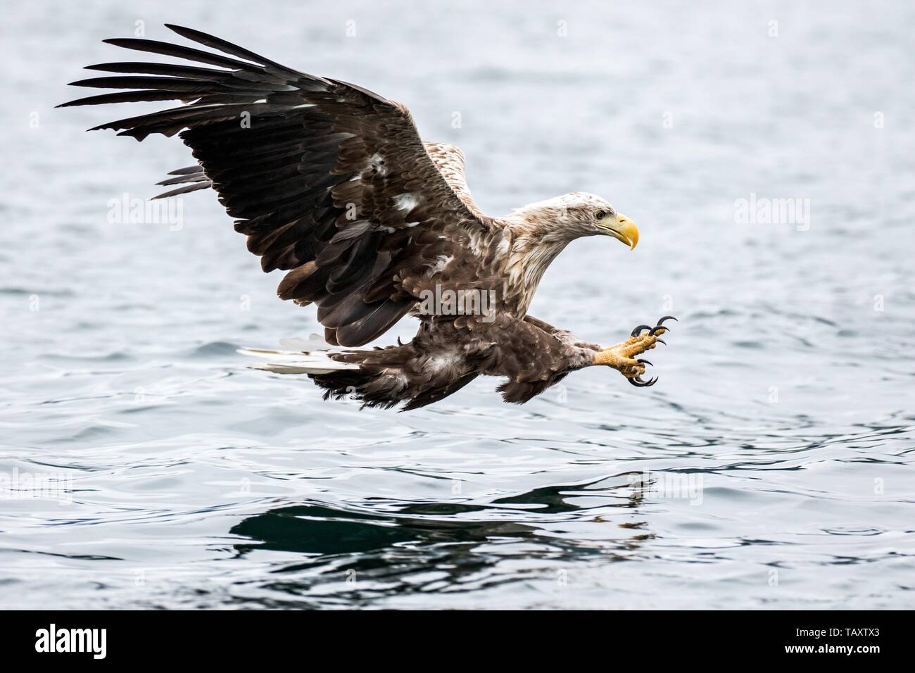 white-tailed sea eagle Stock Photo - Alamy
