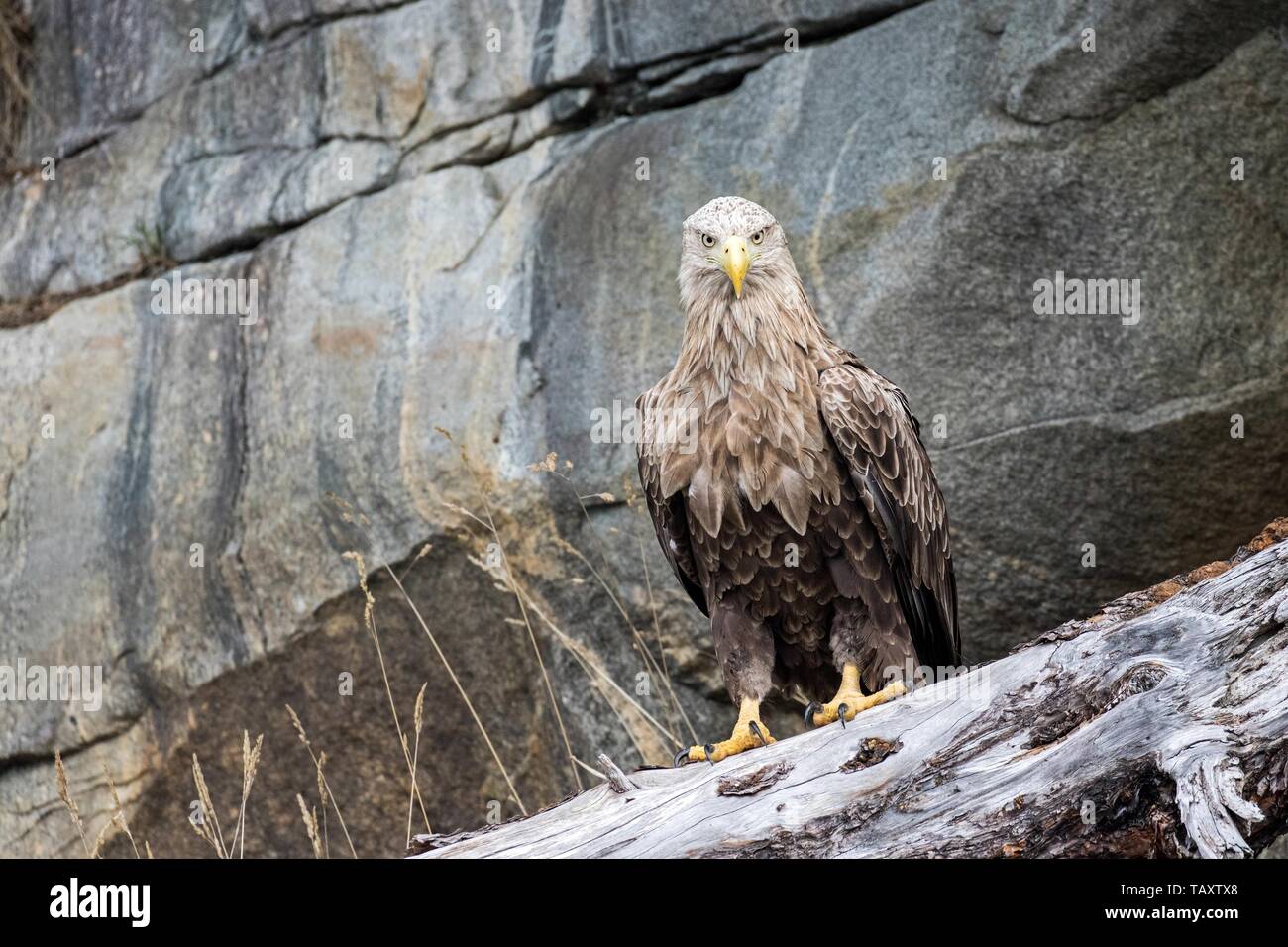 white-tailed sea eagle Stock Photo - Alamy