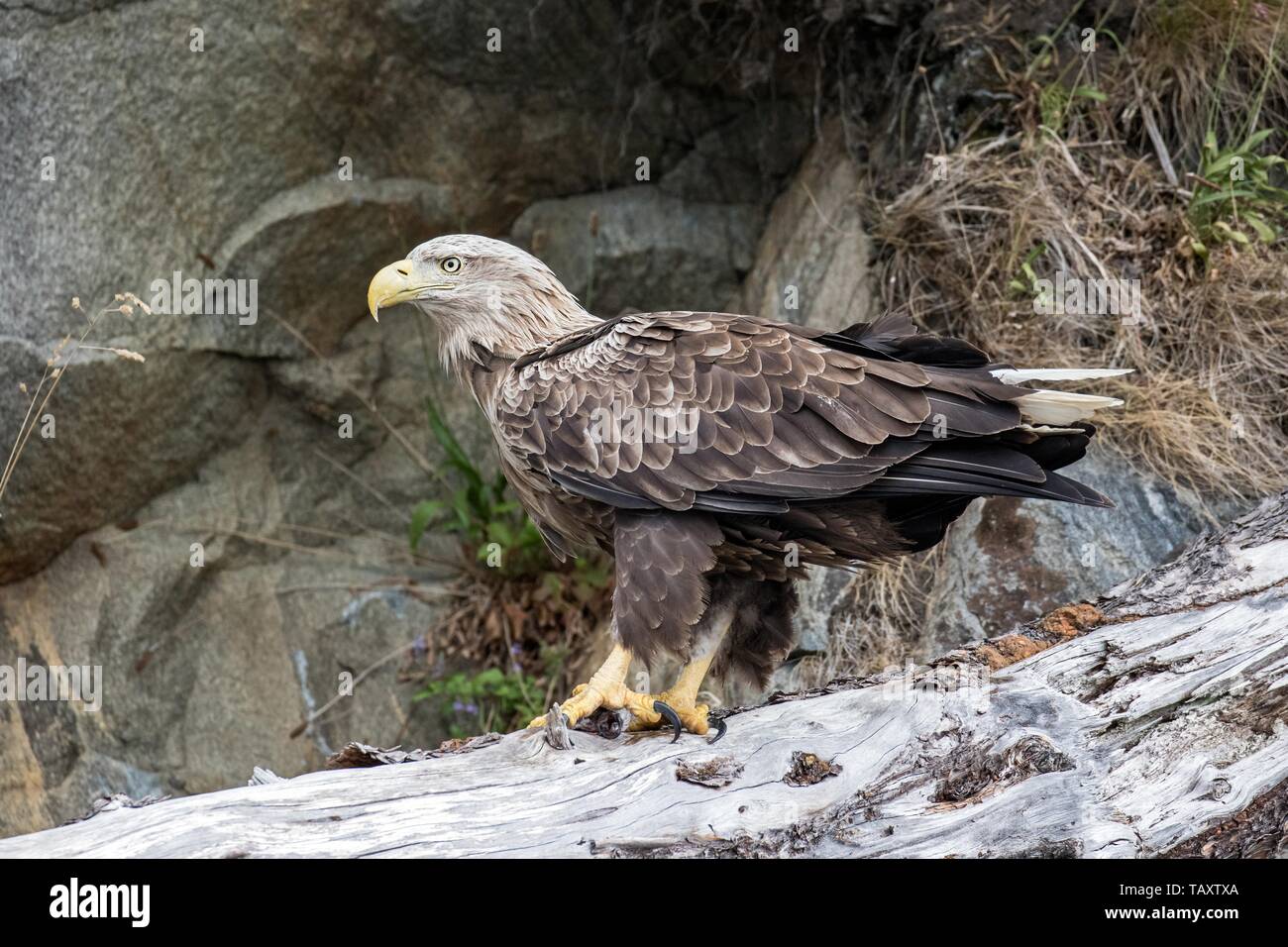white-tailed sea eagle Stock Photo - Alamy