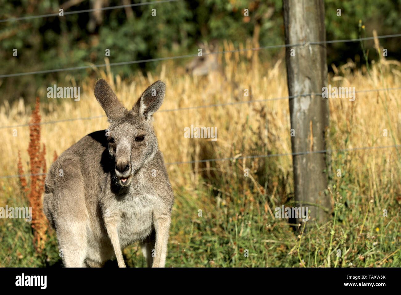 Kangaroo grazing in a pasture Stock Photo - Alamy
