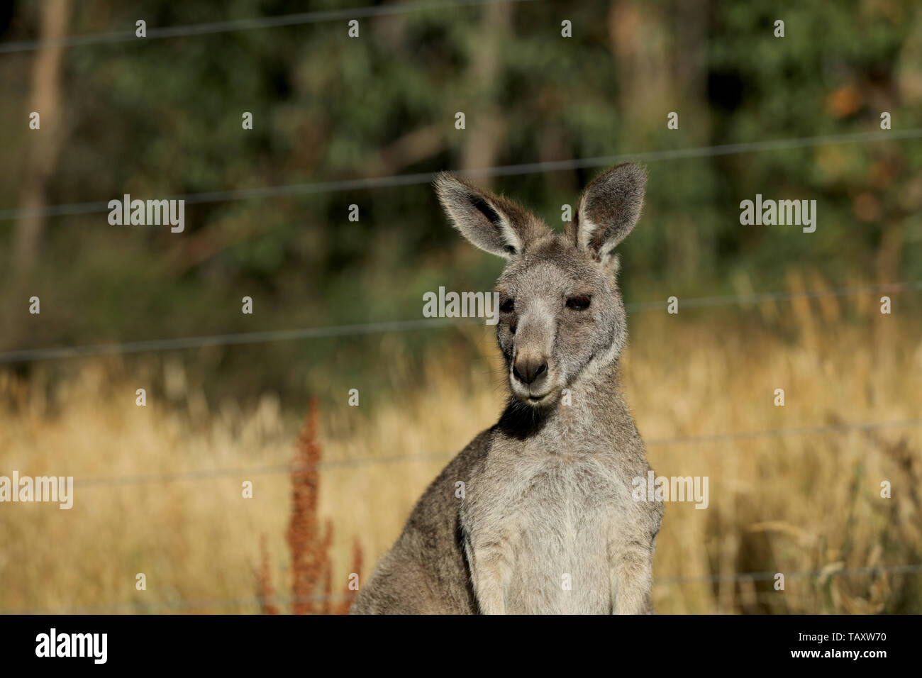 Kangaroo grazing in a pasture Stock Photo - Alamy