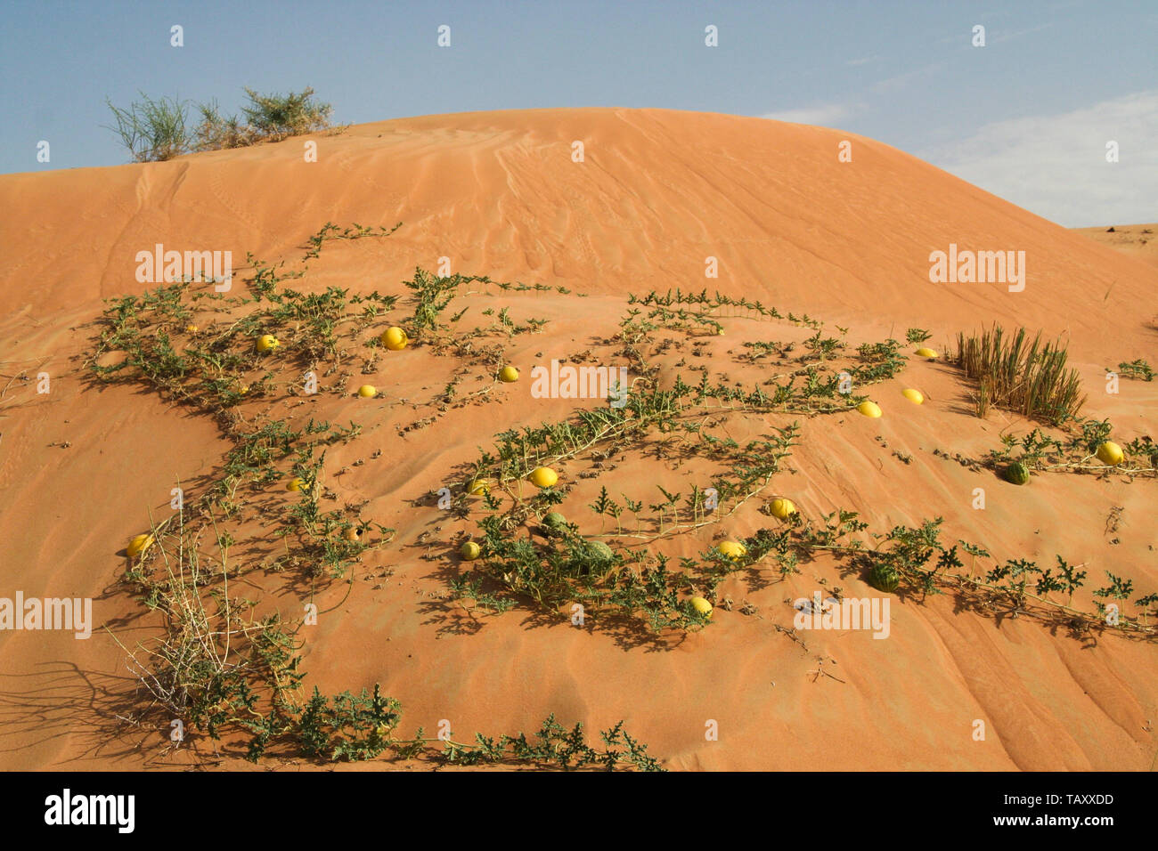 Yellow bitter apples ( Citrullus colocynthis) in red sand of Oman ...