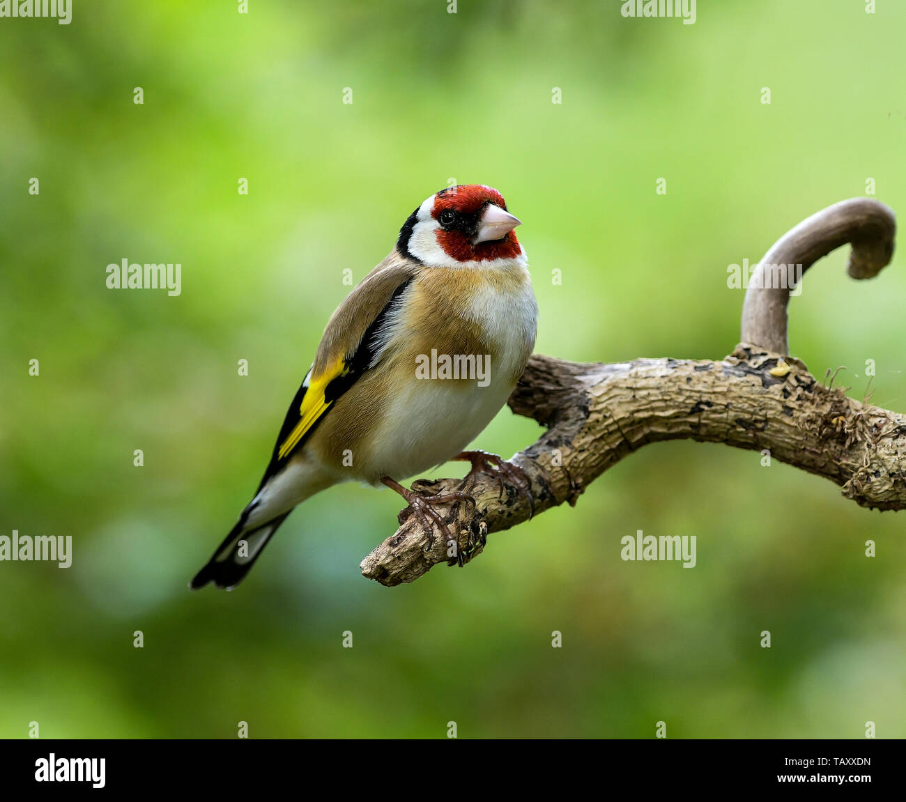 Goldfinch favourite hi-res stock photography and images - Alamy