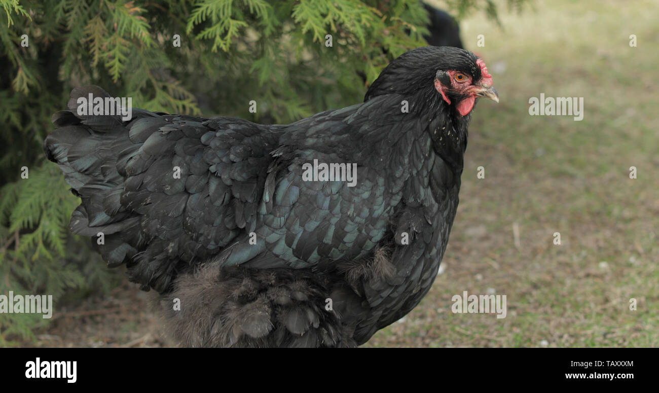 Chicken in the yard near tree. Black chicken in village Stock Photo - Alamy