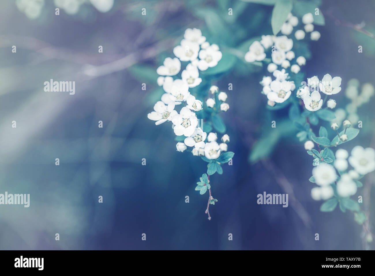 Beautiful macro of white small wild apple flowers and buds on tree ...
