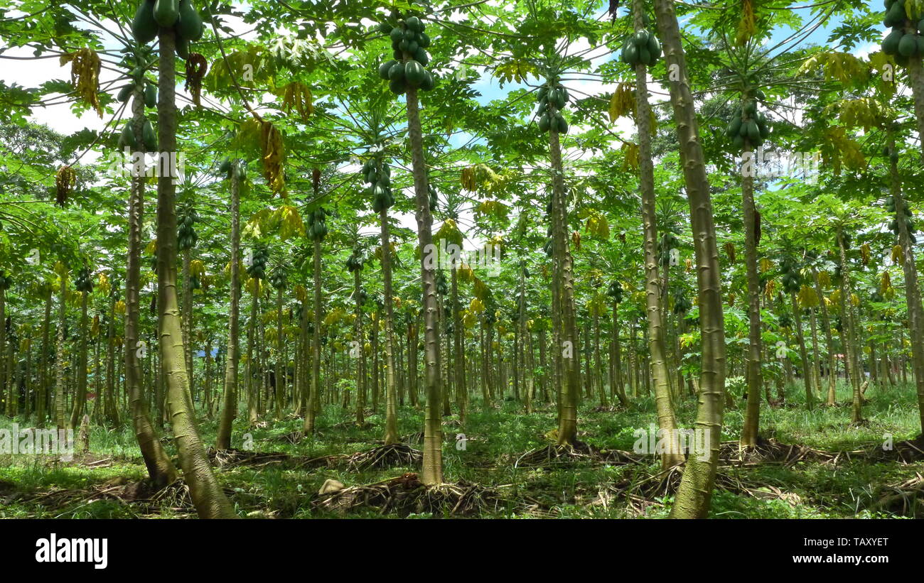 Papaya orchard in Costa Rica Stock Photo - Alamy