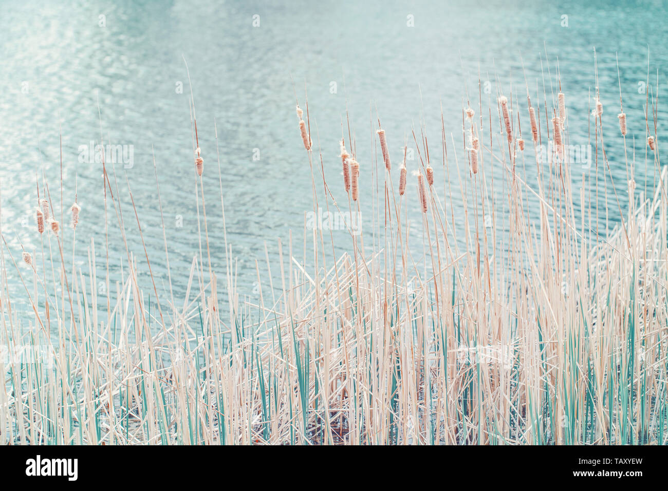 Beautiful long wild bulrush wetland grass-like plant in lake river ...