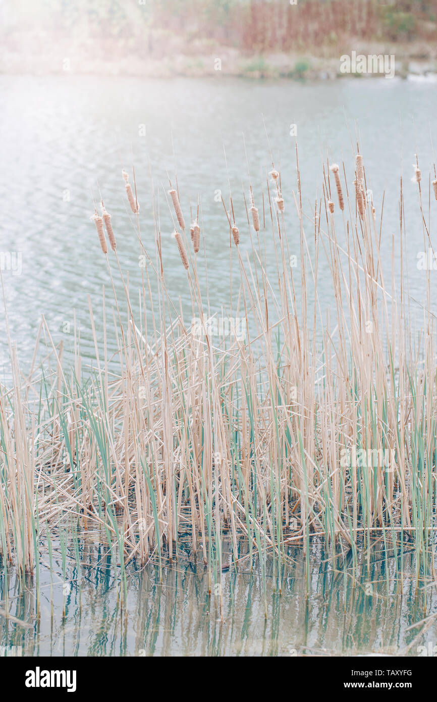 Bulrush Plant Stock Photos & Bulrush Plant Stock Images - Alamy