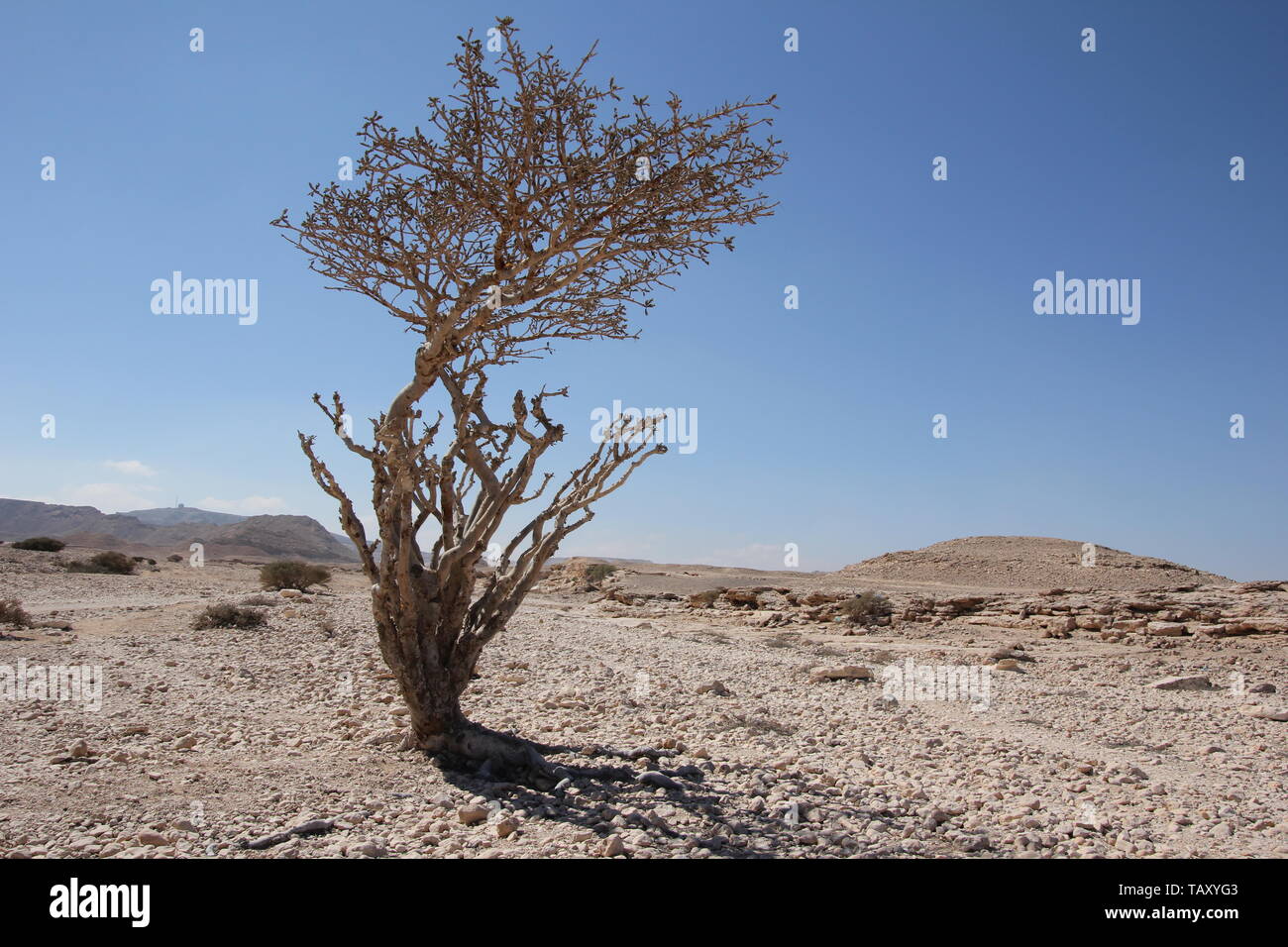 Incense tree hi-res stock photography and images - Alamy