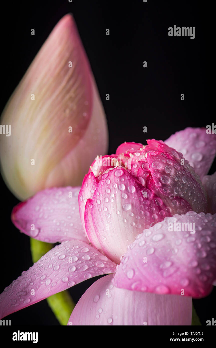 Water drops black background flower hi-res stock photography and images ...