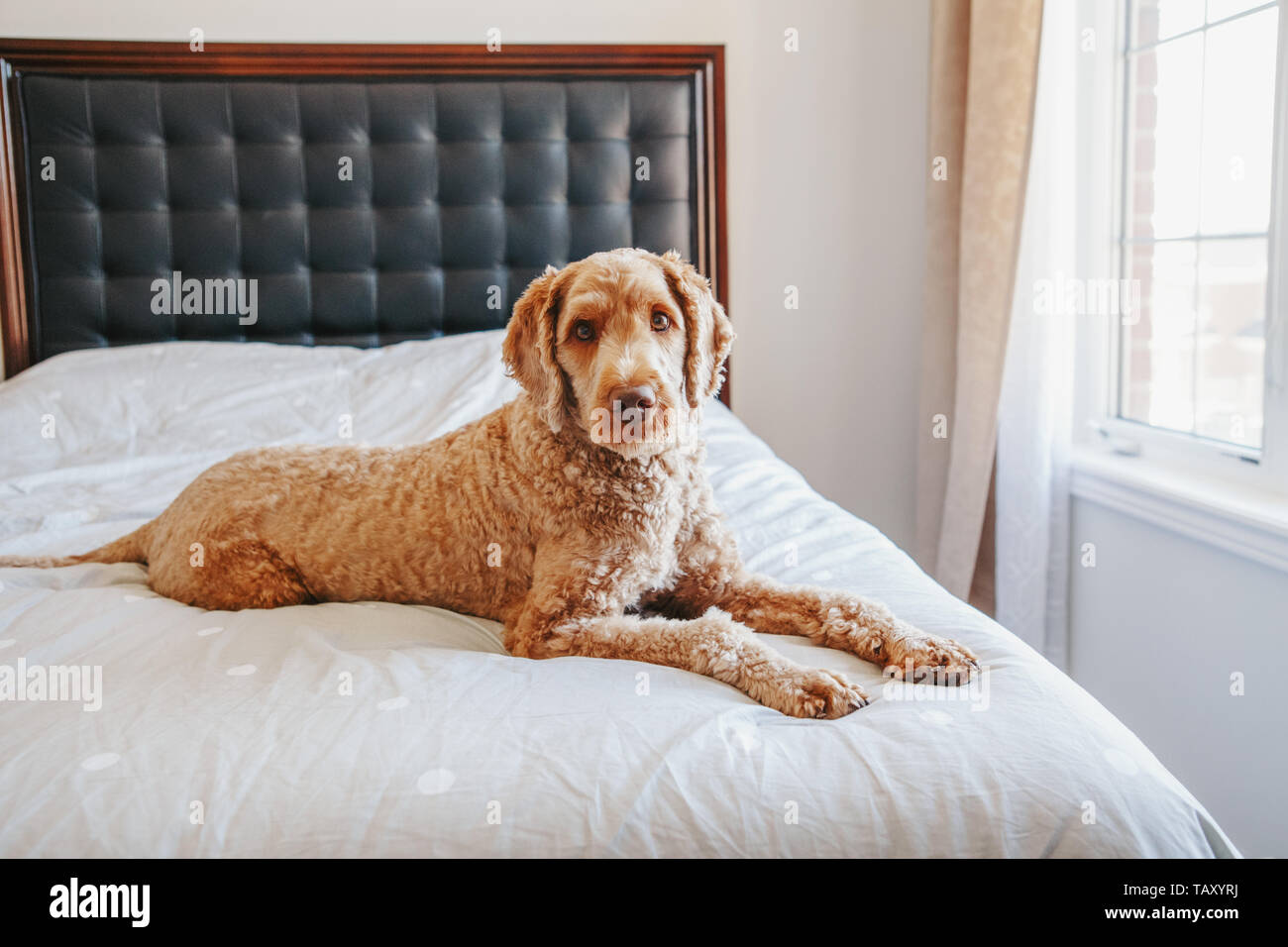 Bold dog hi-res stock photography and images - Alamy