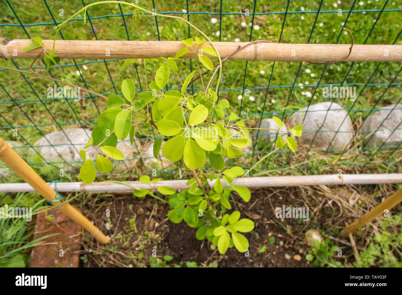 A young Akibia Quinata shrub, or the Cream Form variety, growing the ...